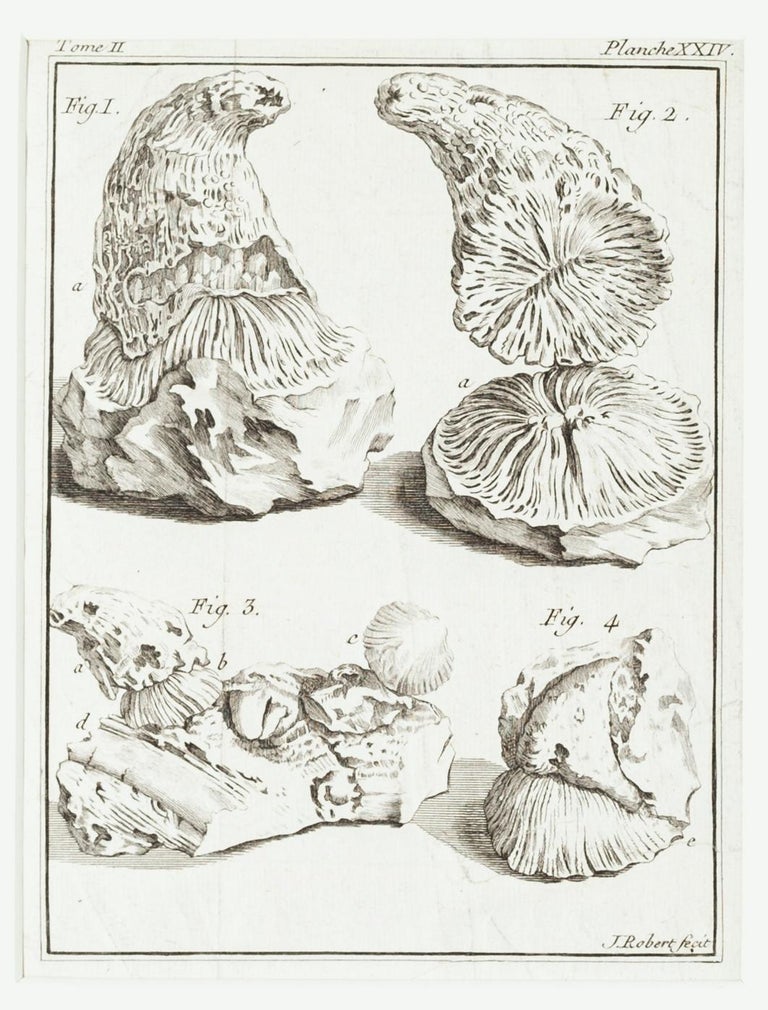 Charles-Jules Robert - Shells - Etching on Paper by C.-J- Robert - Late ...