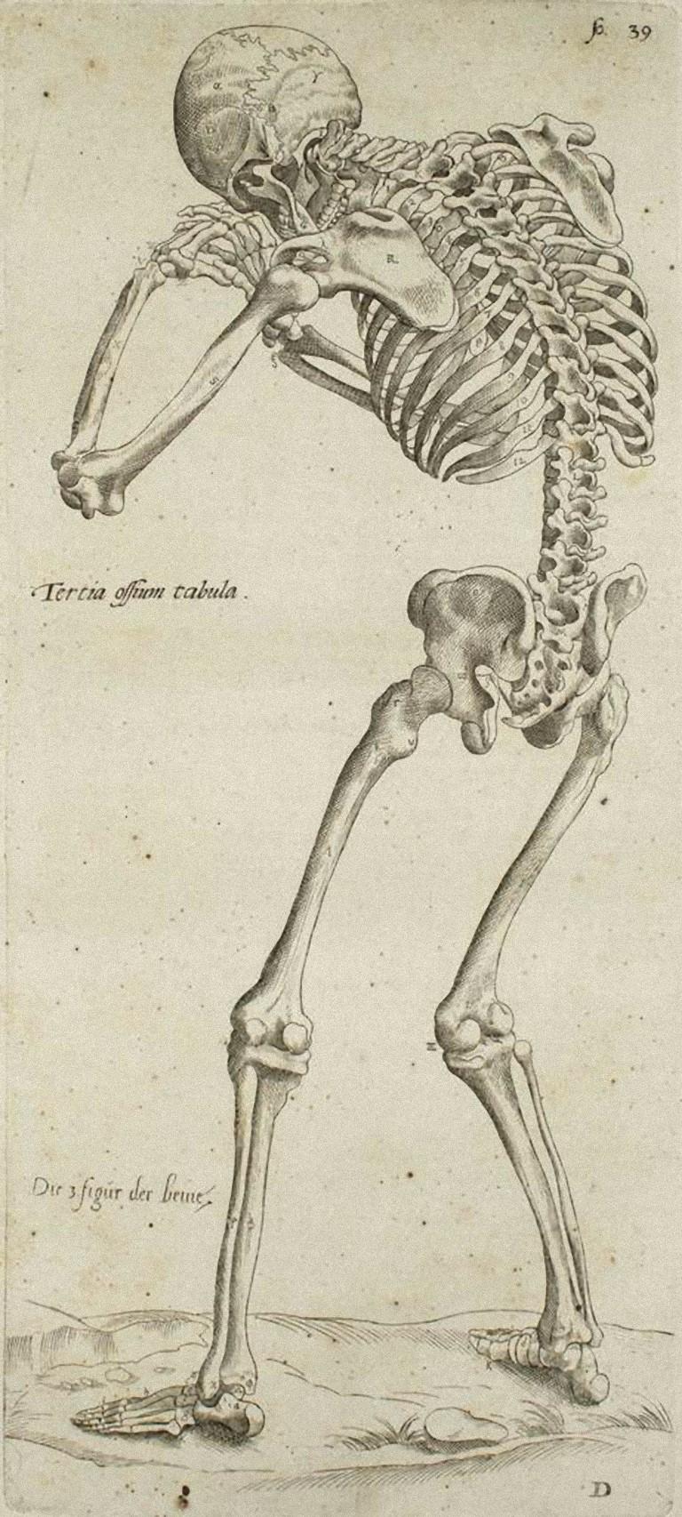 Andrea Vesalio - The Circulatory System - De Humani Corporis Fabrica ...