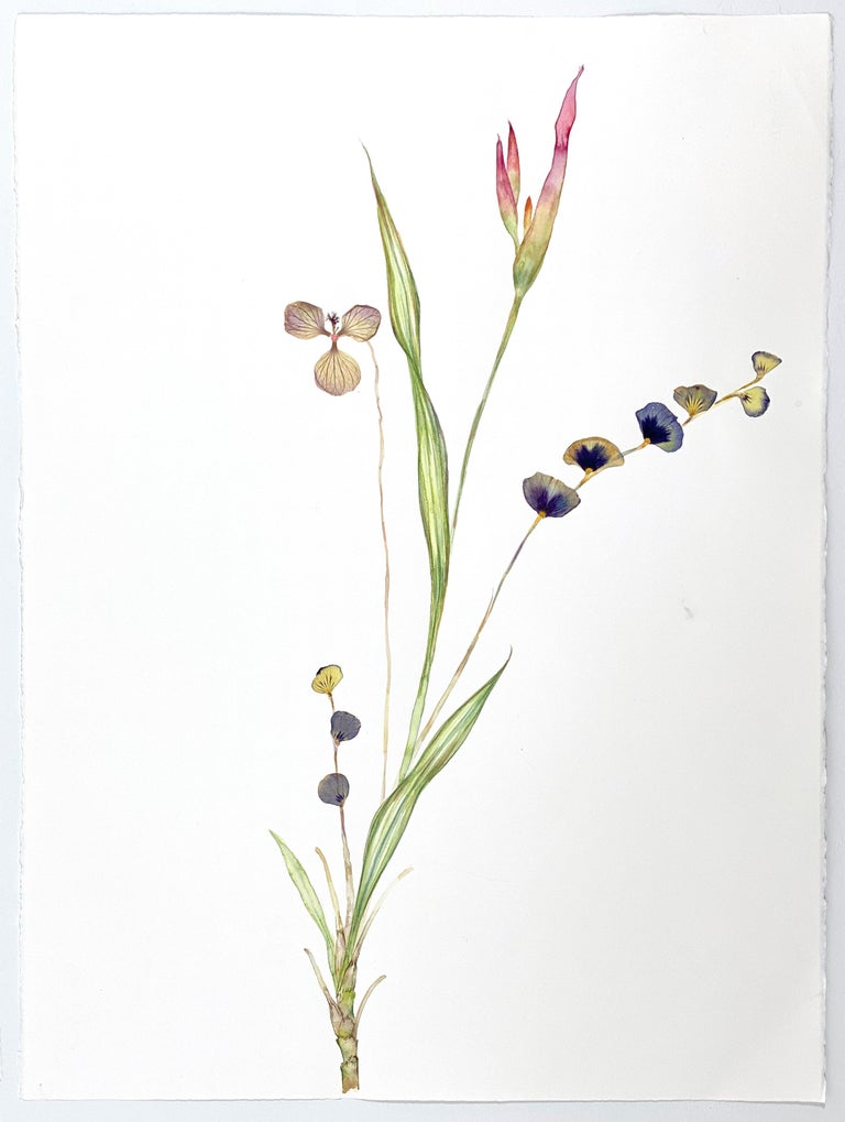 Marilla Palmer - Marilla Palmer "Varied and Singular" - Watercolour and ...