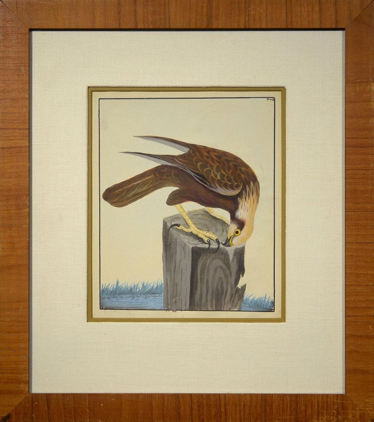 William Lewin - "Osprey," William Lewin, Old Master, original gouache ...