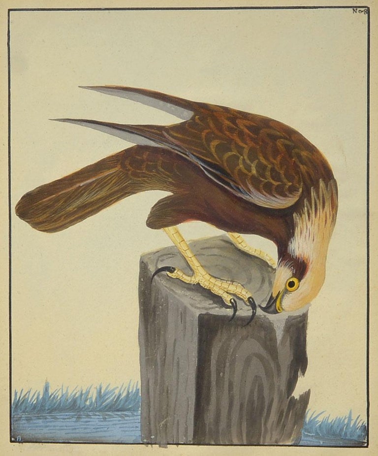 William Lewin - "Osprey," William Lewin, Old Master, original gouache ...