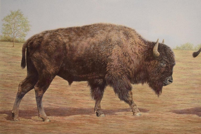 Steve Forbis - "Buffalo Stroll" Two Bison Walking Awesome Drawing at ...
