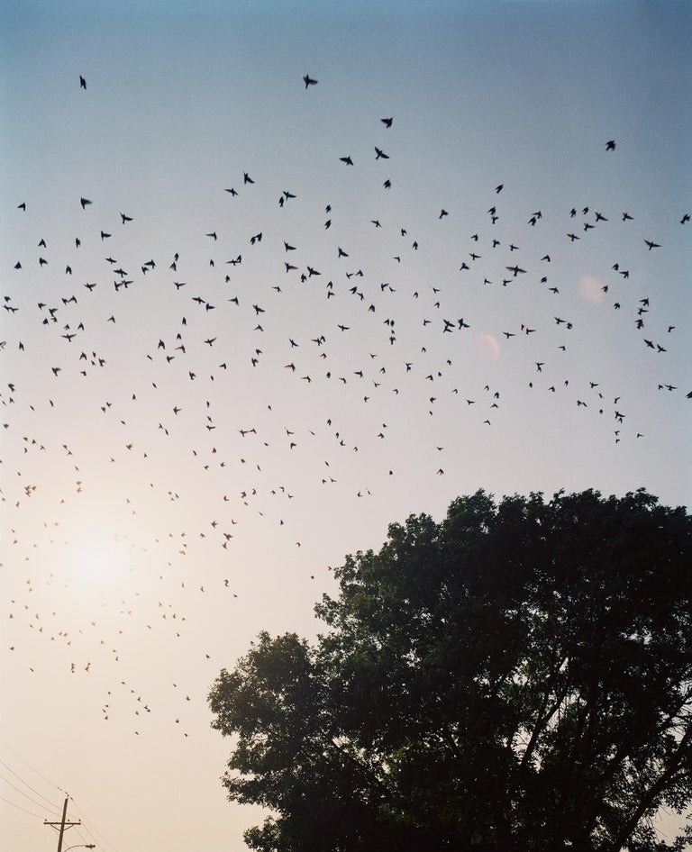 Gregory Halpern - Omaha Sketchbook: Starlings, Omaha, NE - Contemporary ...