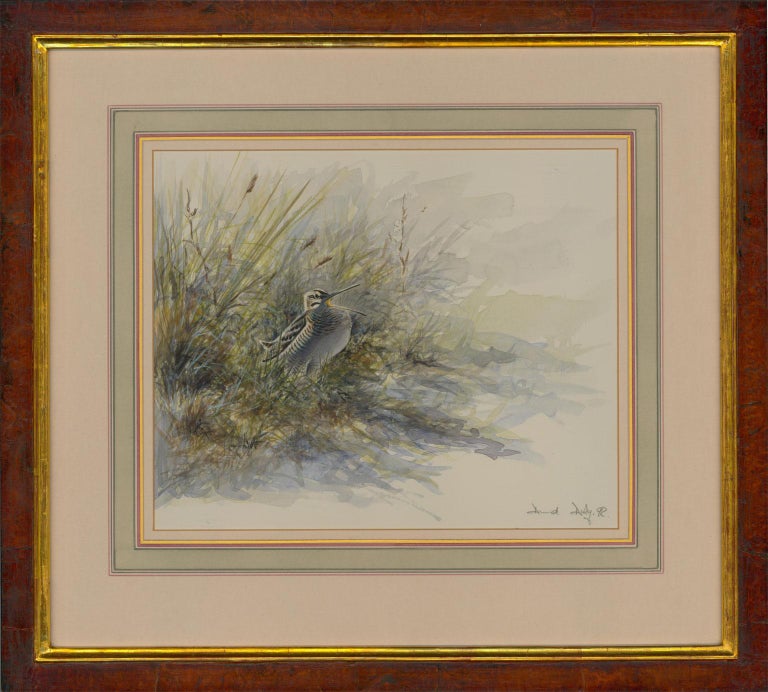 David Daly - David Daly SWLA - 1992 Watercolour, Great Snipe Displaying ...