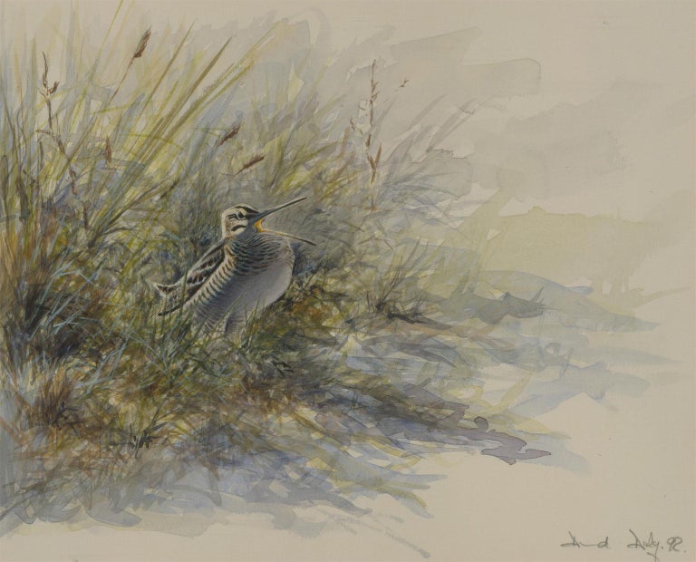 David Daly - David Daly SWLA - 1992 Watercolour, Great Snipe Displaying ...