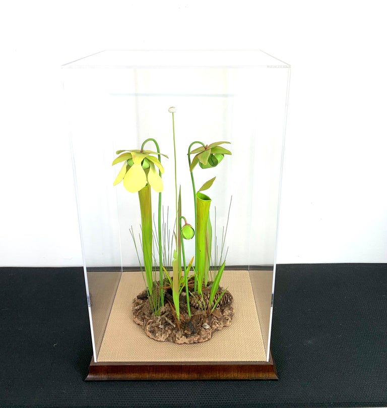 Trailer McQuilkin - Yellow Pitcher Plant For Sale at 1stDibs