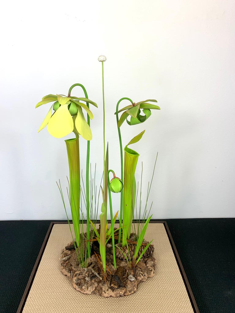 Trailer McQuilkin - Yellow Pitcher Plant For Sale at 1stDibs