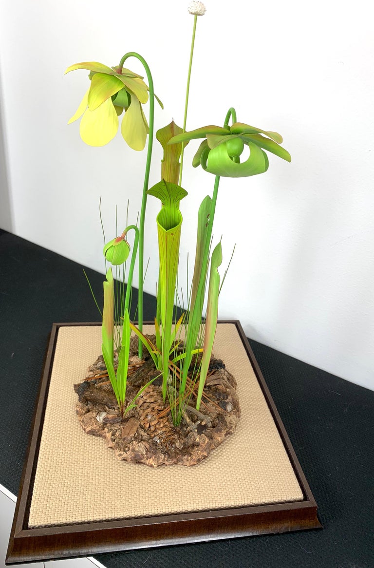 Trailer McQuilkin - Yellow Pitcher Plant For Sale at 1stDibs