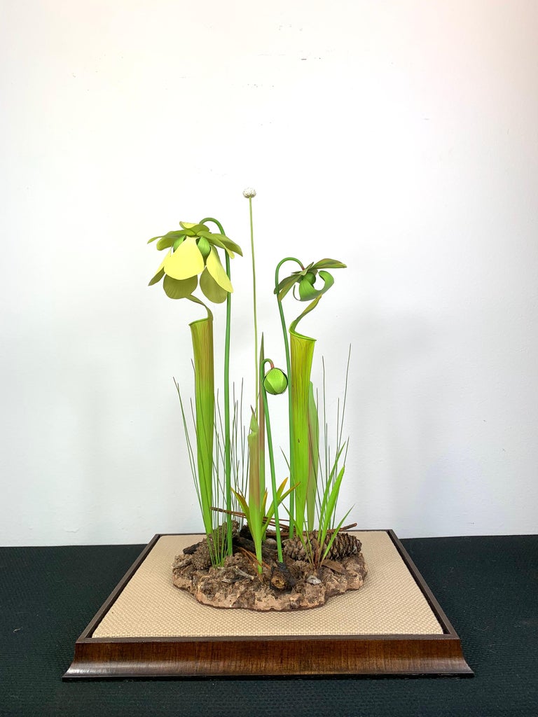 Trailer McQuilkin - Yellow Pitcher Plant For Sale at 1stDibs