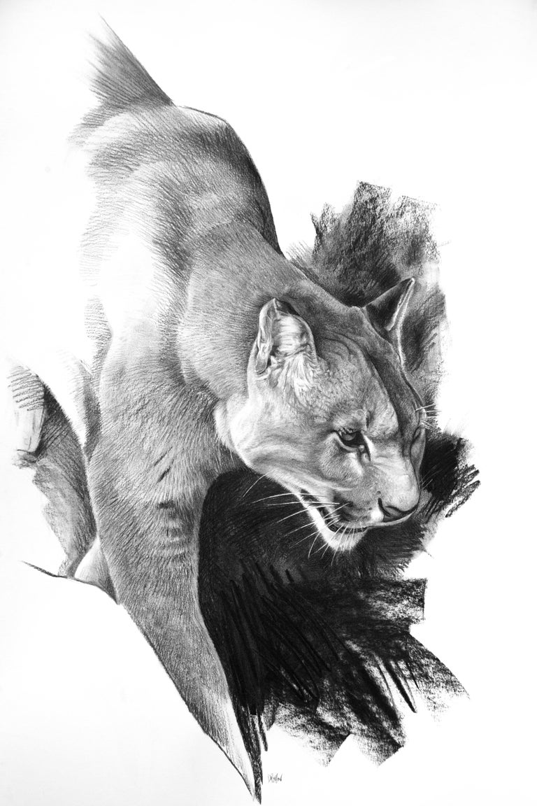 Christophe Drochon - Etude de cougar, charcoal on paper , size with ...