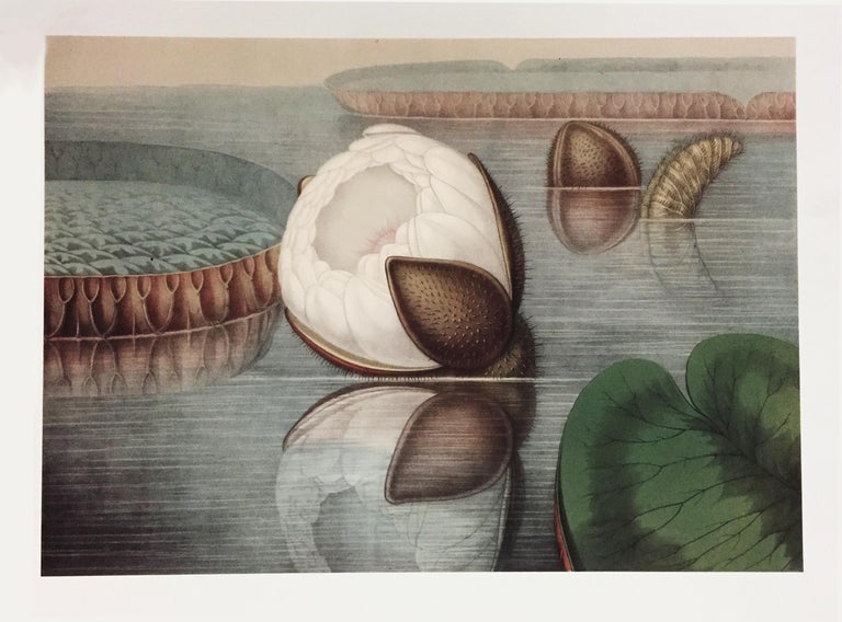 William Sharp - Opening flower, from victoria regia at 1stDibs