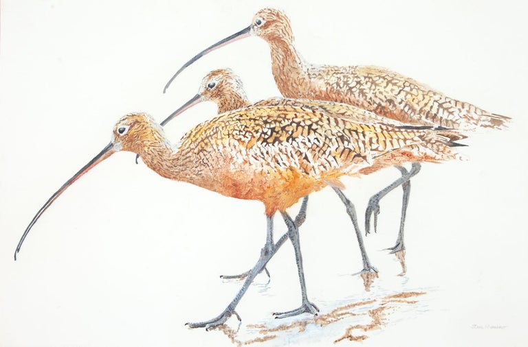 Emil Morhardt - Three Long-Billed Curlews, Original Painting For Sale ...