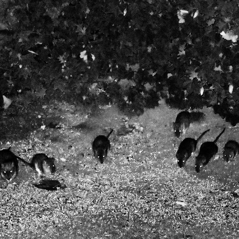 Unknown - Vintage English Mid-Century Framed Print Elegant Elegant Framing in Greens, Gold For ...