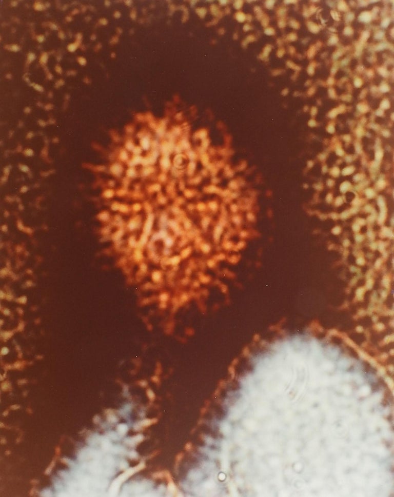 Abstract Portrait Micrograph Photograph by Richard Bray For Sale at 1stDibs