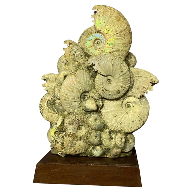 Accumulation of Fossilised Ammonites Mounted on a Wood Base For Sale at ...
