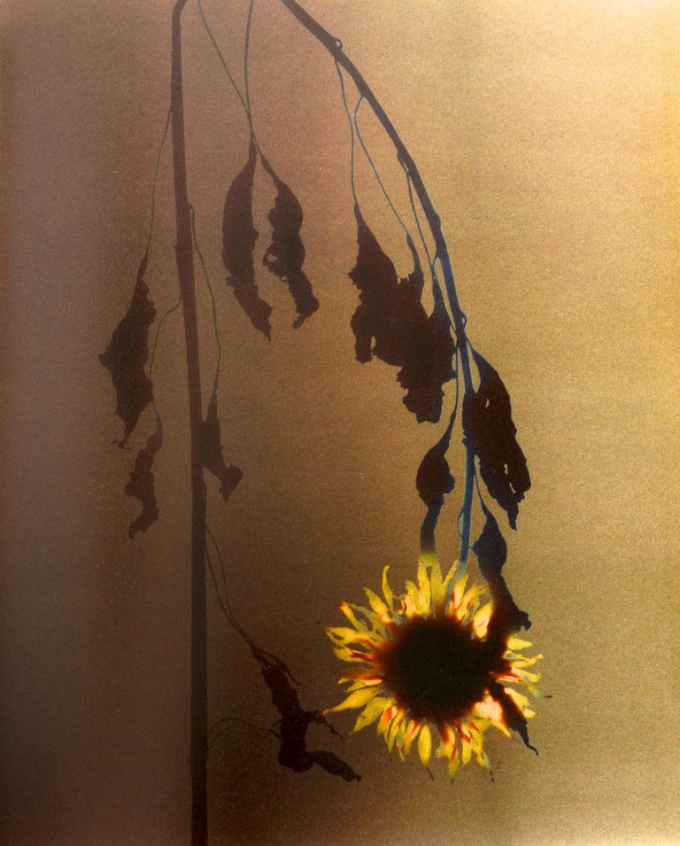 Adam Fuss by Christopher Bucklow, 1st Ed For Sale at 1stDibs