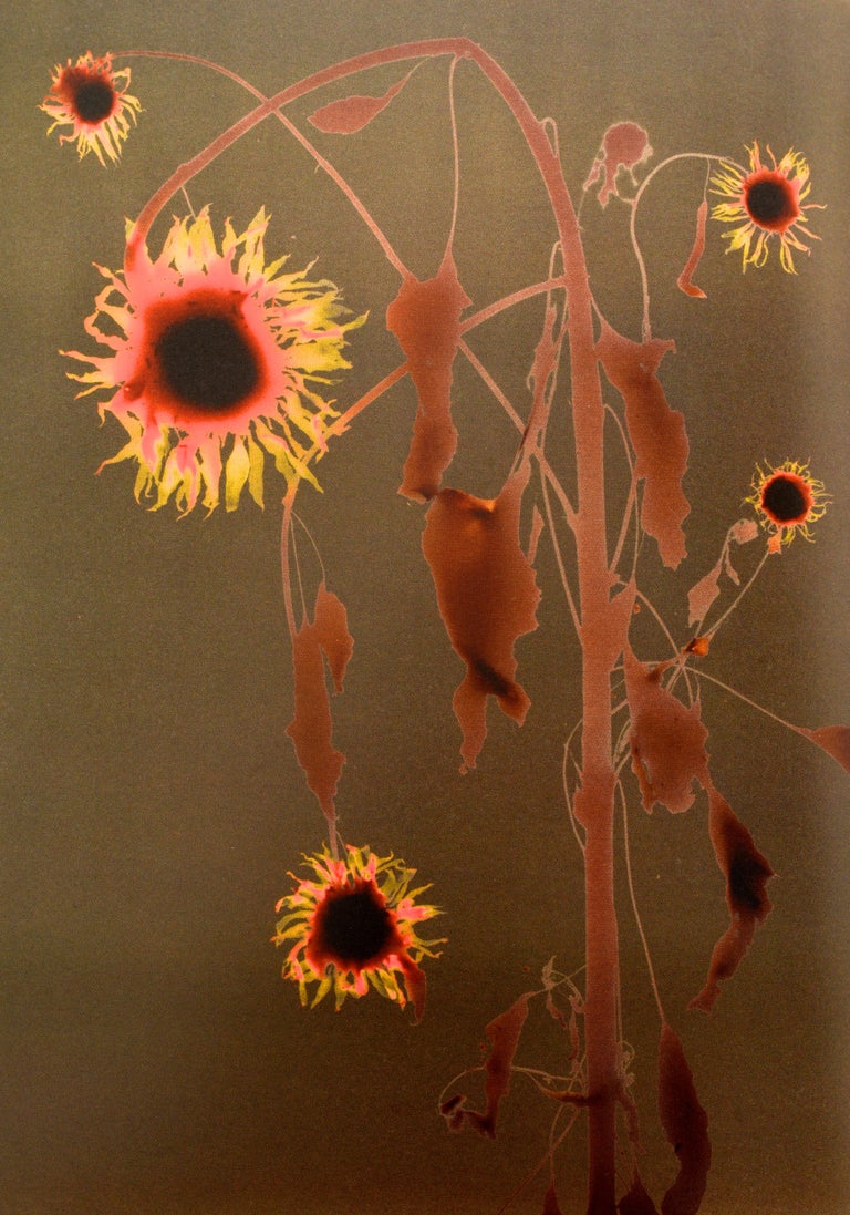 Adam Fuss by Christopher Bucklow, 1st Ed For Sale at 1stDibs