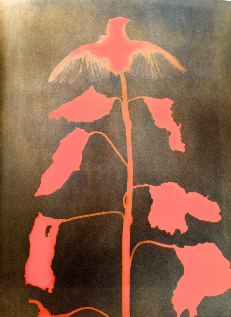 Adam Fuss by Christopher Bucklow, 1st Ed For Sale at 1stDibs