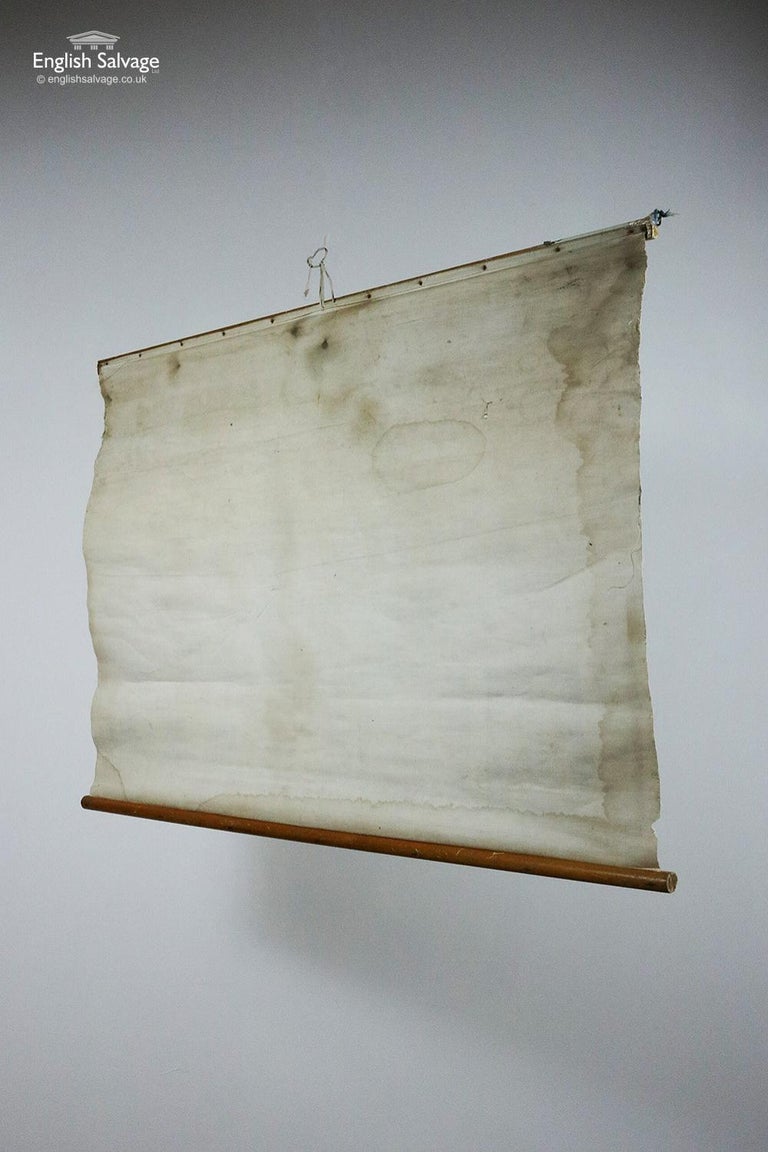 Adam Rouilly Medical Chart, Skin and Tongue, 20th Century For Sale at ...