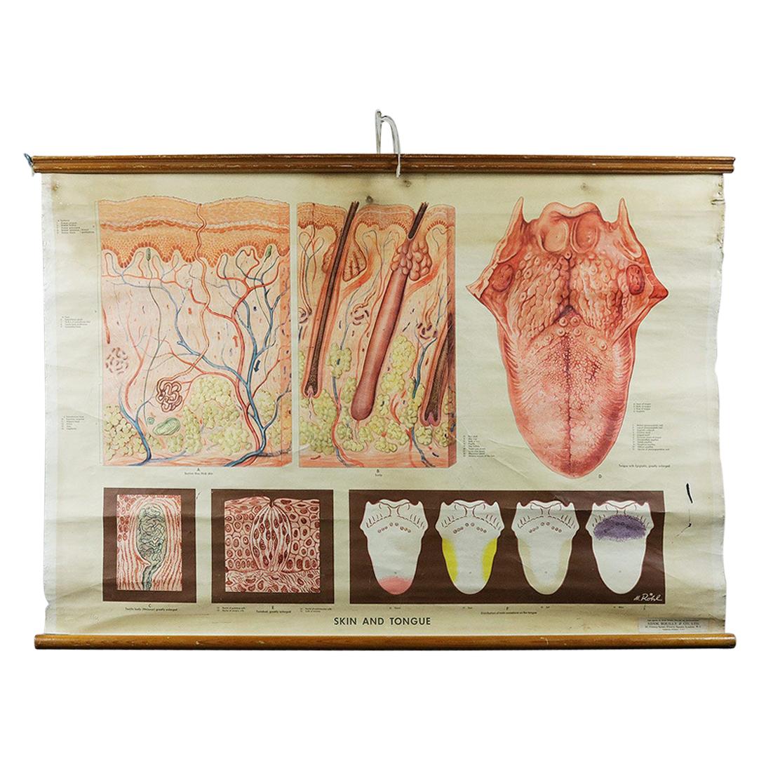 Adam Rouilly Medical Chart, Skin and Tongue, 20th Century For Sale at ...