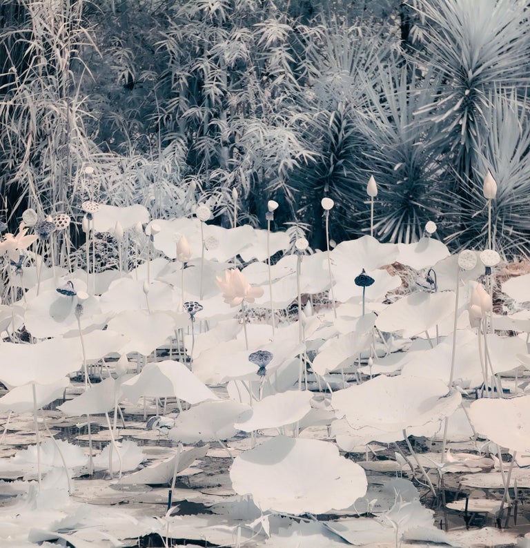 Aditya Dicky Singh - Landscape Lily Pond Nature Black White Peach ...