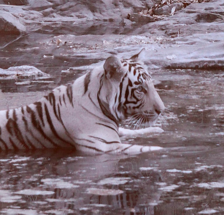 Aditya Dicky Singh - Nature Large Black and White Infrared Tiger Palm ...