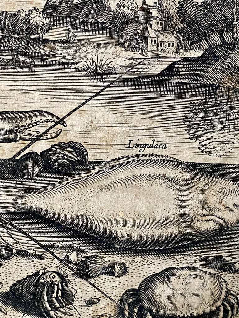 Adriaen Collaert - 17th century flemish engraving of fishes in front of ...
