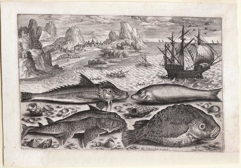 Adriaen Collaert - "Piscum Vivae Icones," Antique Engraving of Fish ...