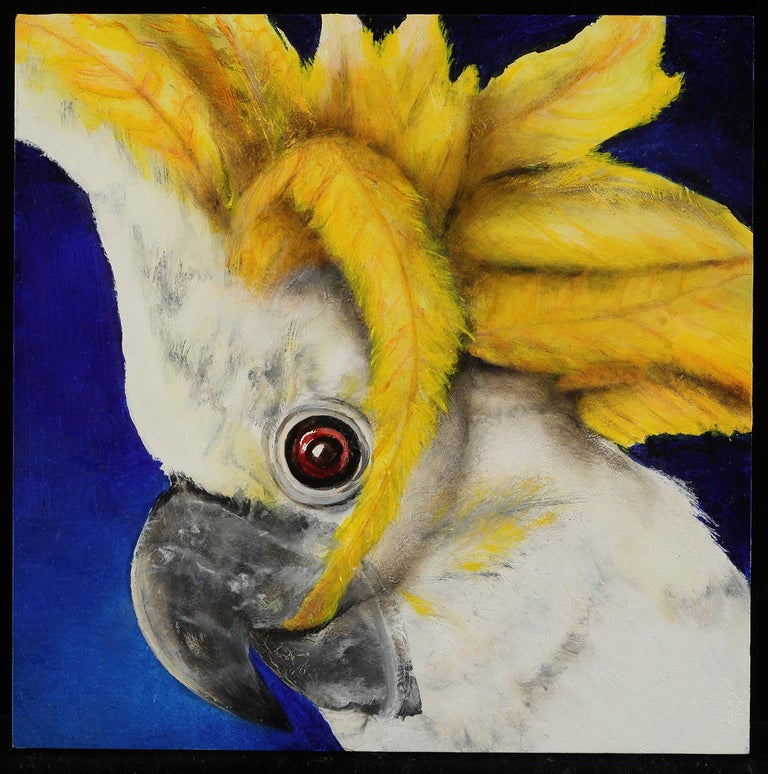 Adrienne Sherman - Lesser Sulphur Crested Cocatoo For Sale at 1stDibs