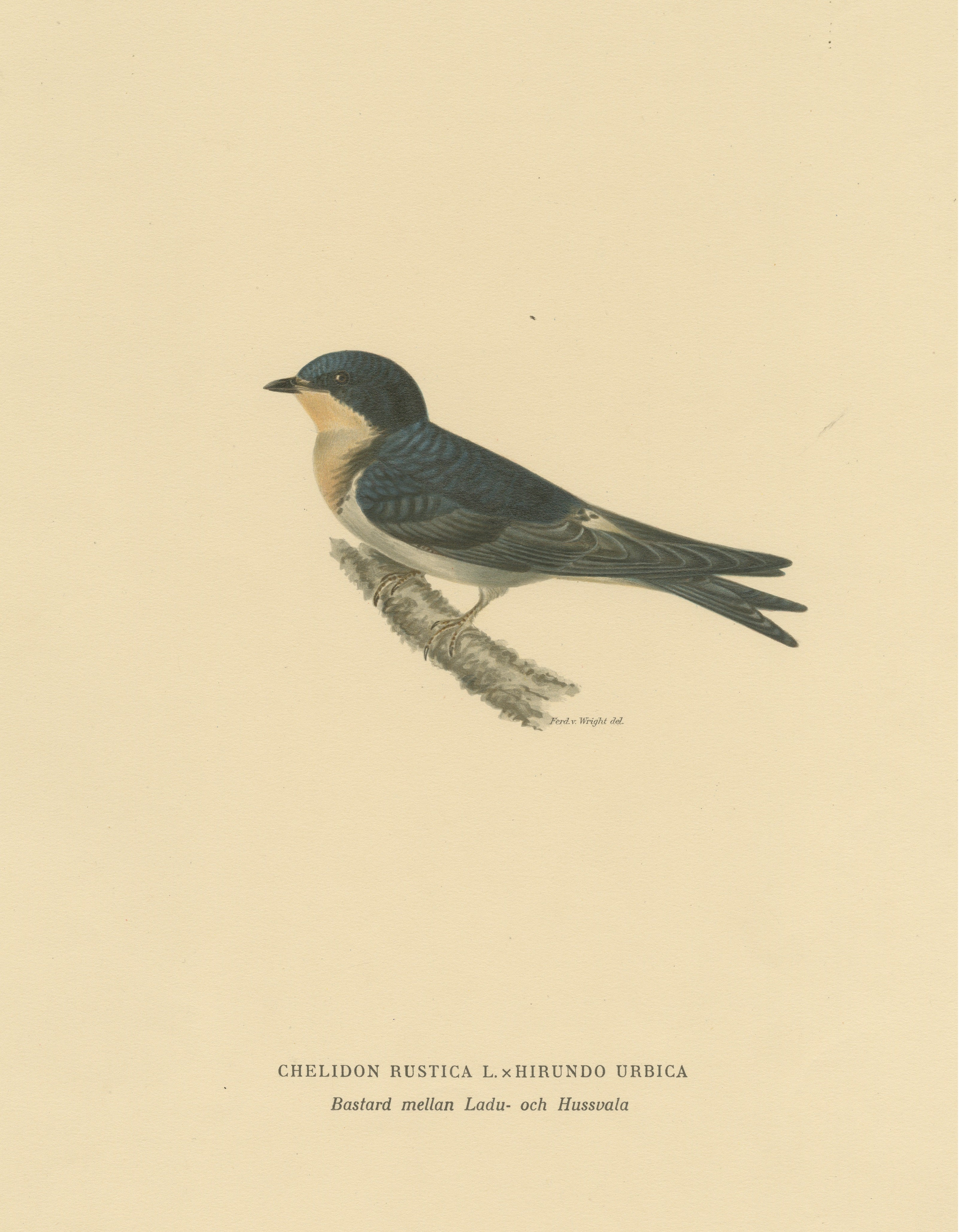 Aerial Grace: The Barn Swallow Bird Print by Magnus von Wright, 1927 ...