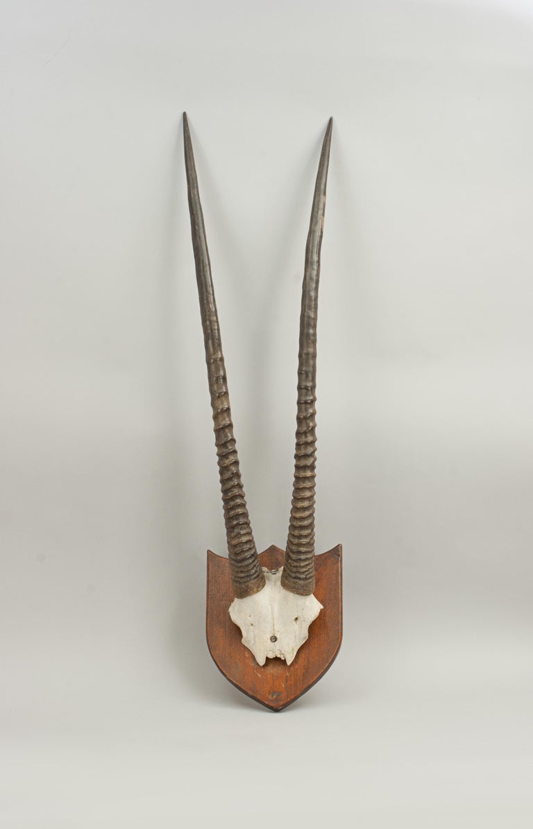 African Antelope Horns, Beisa Oryx at 1stDibs