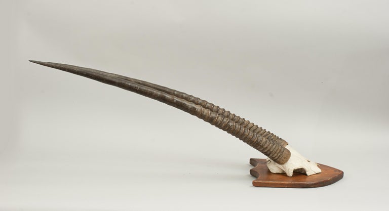 African Antelope Horns, Beisa Oryx at 1stDibs