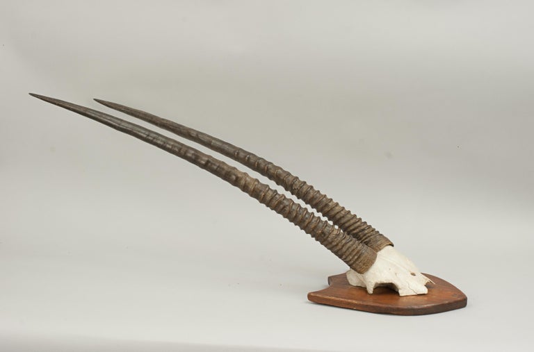 African Antelope Horns, Beisa Oryx at 1stDibs