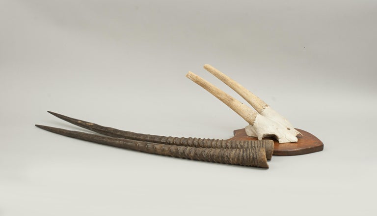 African Antelope Horns, Beisa Oryx at 1stDibs