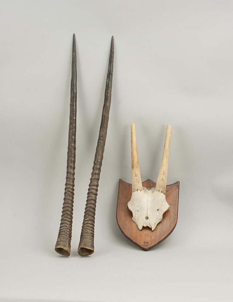 African Antelope Horns, Beisa Oryx at 1stDibs