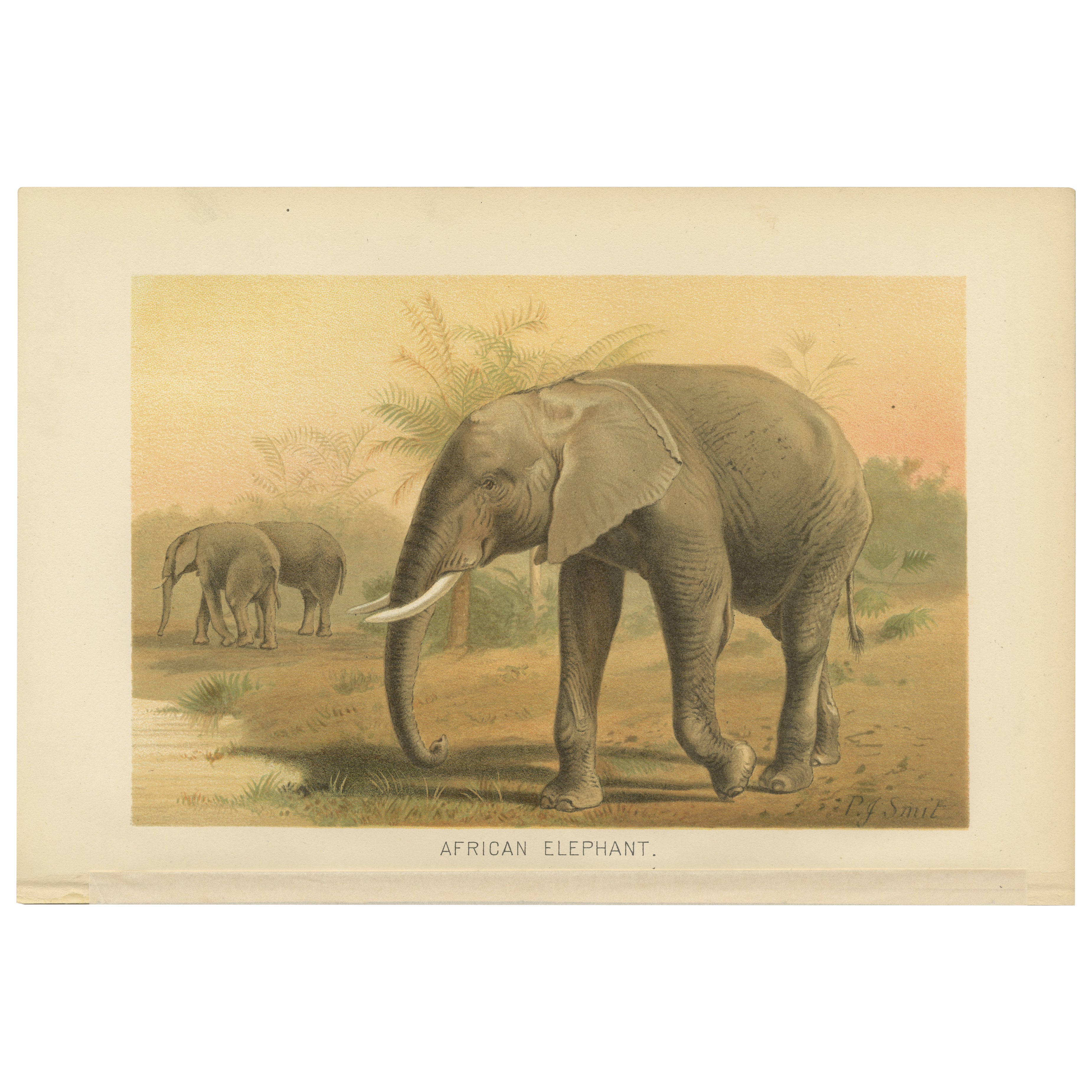 Thomas Holloway - Elephants - Etching by Thomas Holloway - 1810 For ...