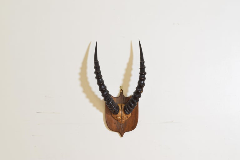 African Impala Horn and Partial Skull Mount at 1stDibs