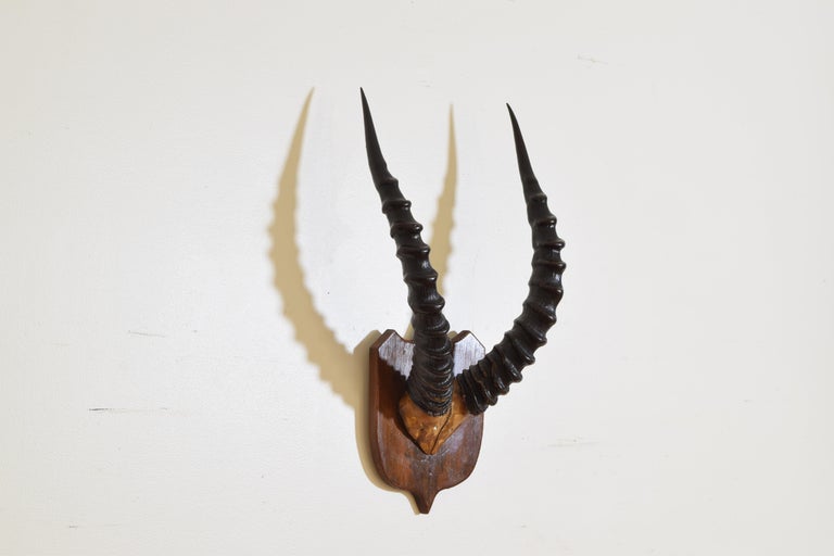 African Impala Horn and Partial Skull Mount at 1stDibs