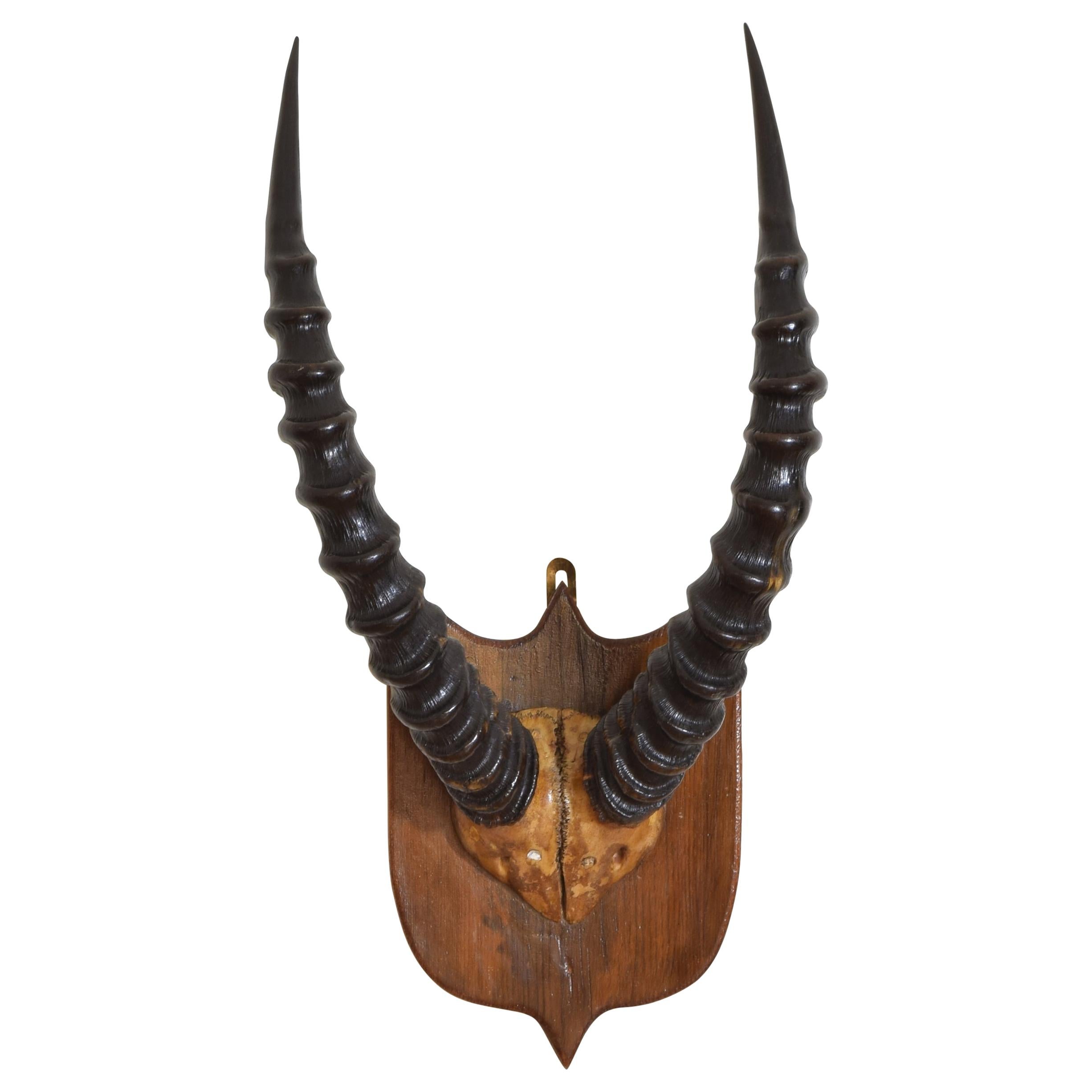 African Impala Horn and Partial Skull Mount at 1stDibs