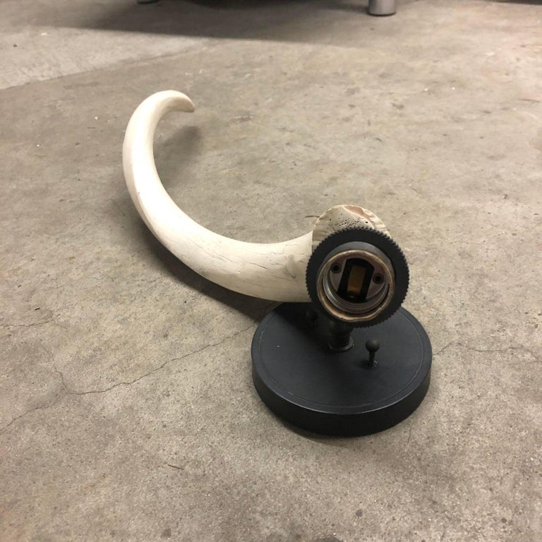 African Kudu Horn Wall Sconce For Sale at 1stDibs | african wall sconces
