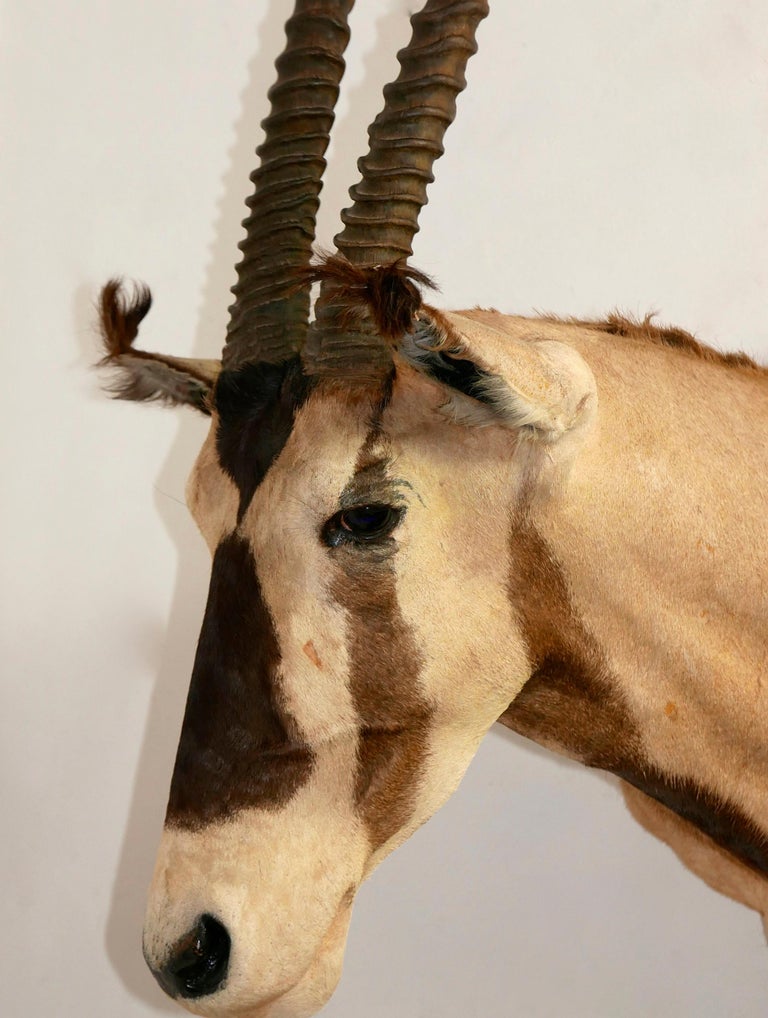 African Oryx / Gemsbok Shoulder Mount Taxidermy Trophy For Sale at 1stDibs