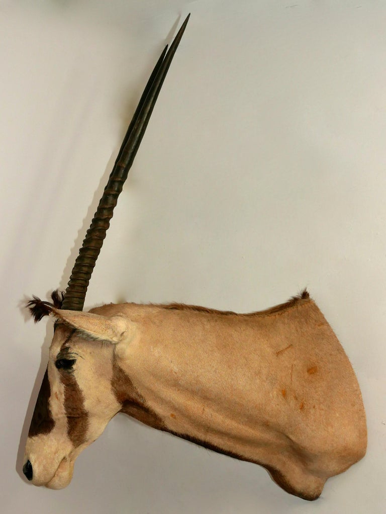 African Oryx / Gemsbok Shoulder Mount Taxidermy Trophy For Sale at 1stDibs