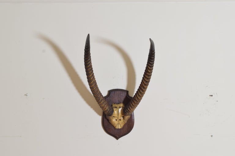 African Reedbuck Mount on Shaped Oak Plaque, Early 20th Century For ...