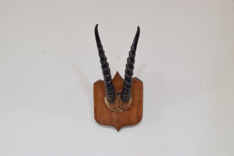 African Springbok Horn Mount on Light Oak Backplate, Early 20th Century ...