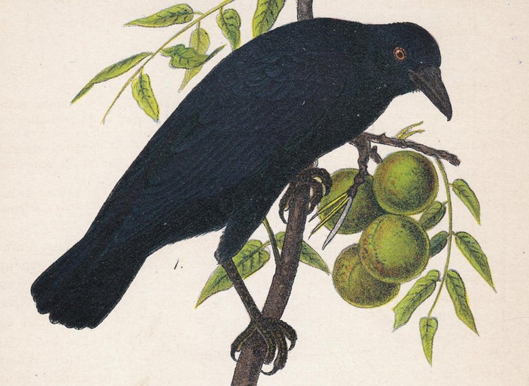 After John James Audubon - American Crow / Cow-bird; Plate 57 For Sale ...