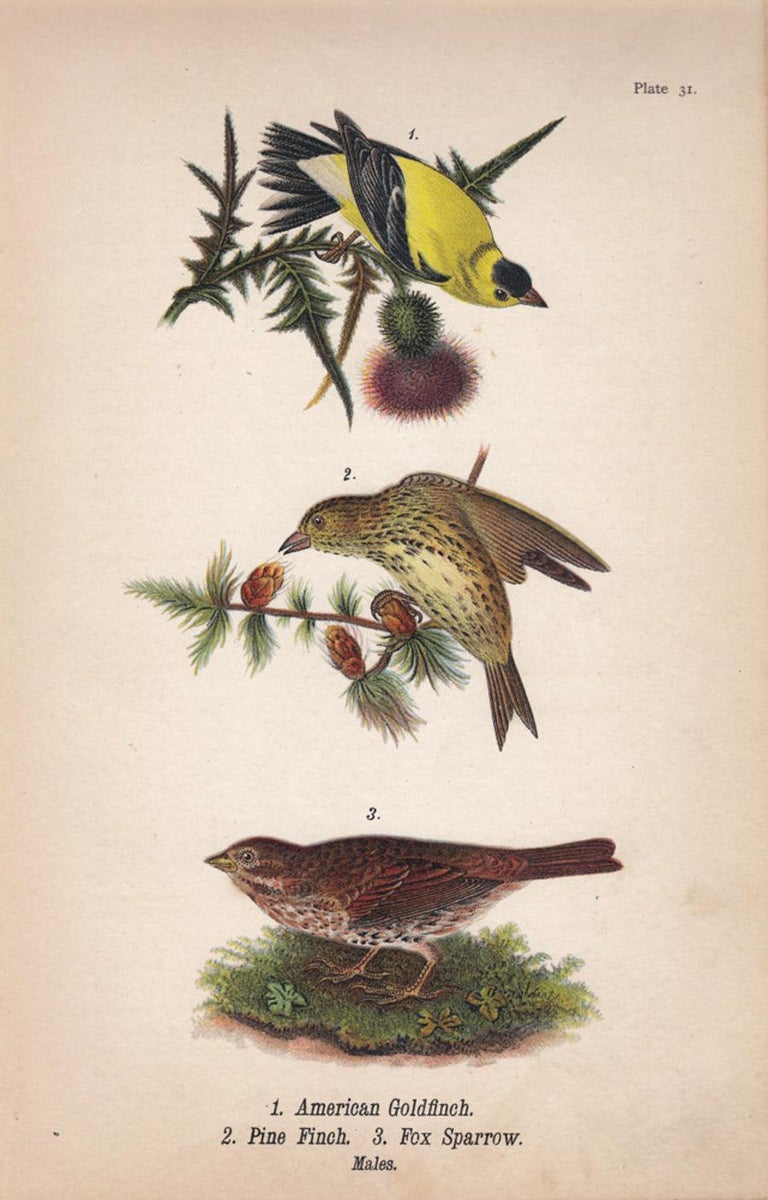 After John James Audubon - American Goldfinch / Pine Finch / Fox ...