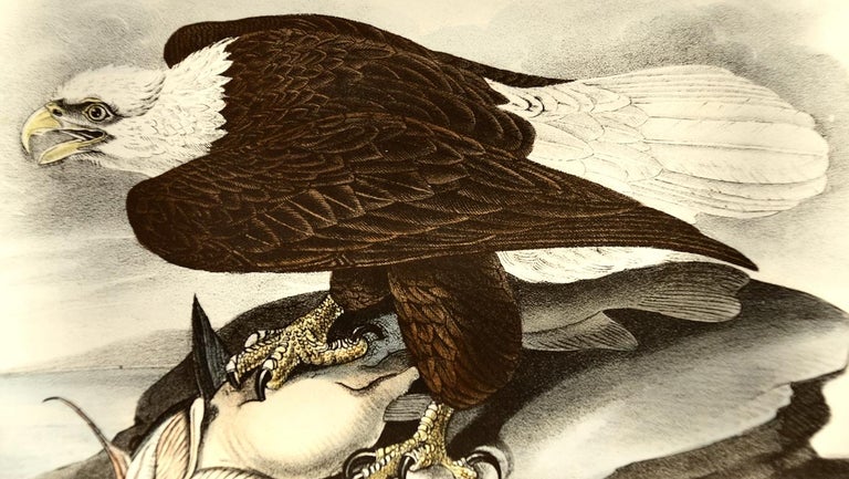 After John James Audubon - "Bald Eagle", an Original Audubon Hand ...