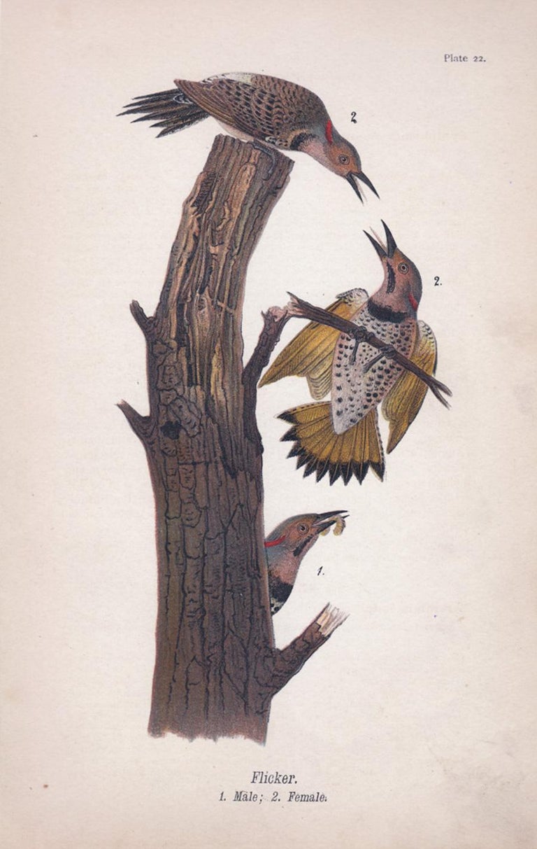 After John James Audubon - Flicker; Plate 22 For Sale at 1stDibs