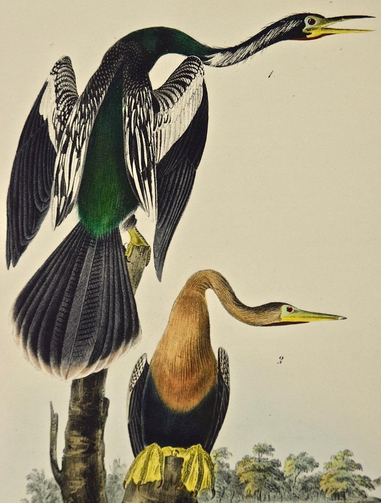 John James Audubon - "American Anhinga", an Original First Edition ...