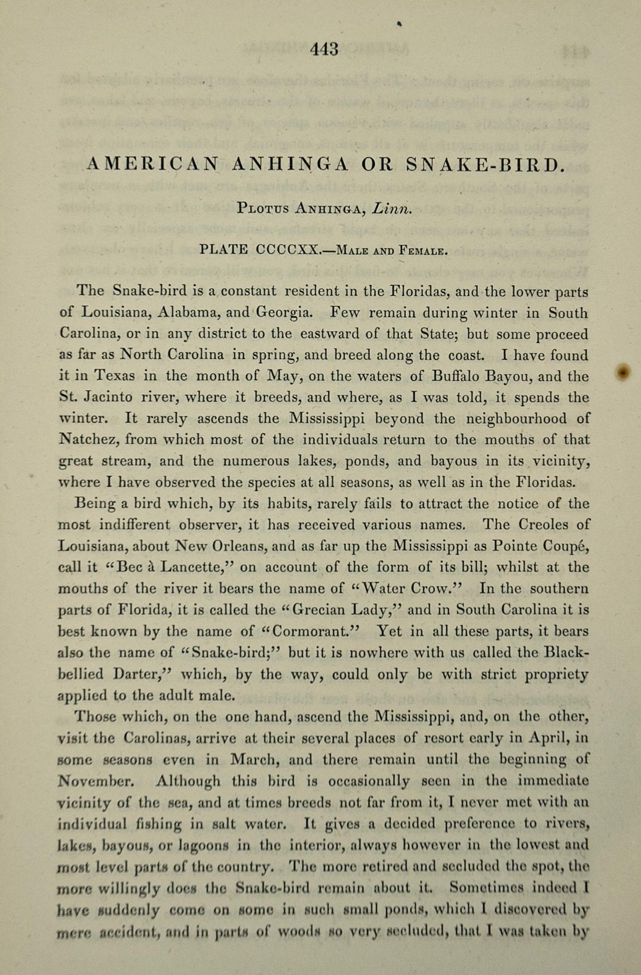 John James Audubon - "American Anhinga", an Original First Edition ...